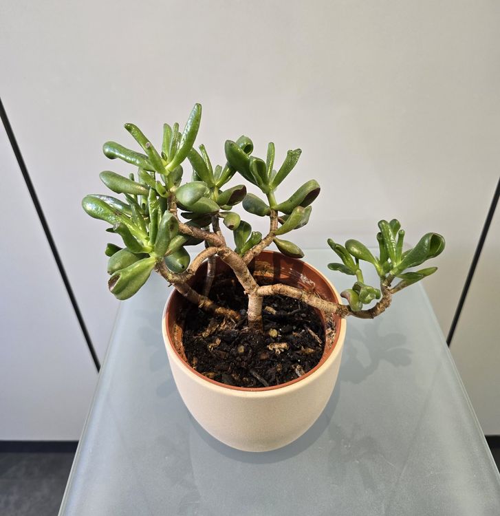 Pflanze Geldbaum Crassula ovata Gollum Dickblatt 25 cm (Gebraucht) in ...