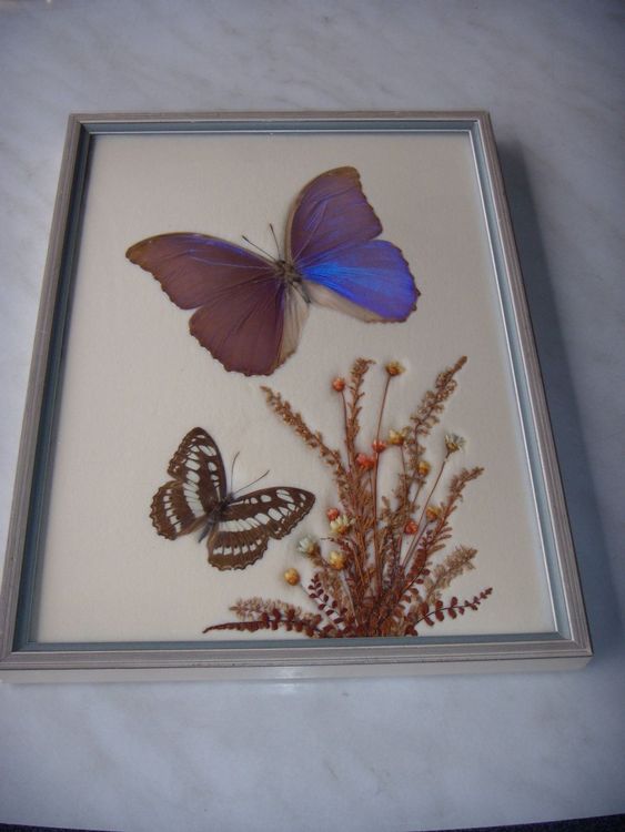 2 echte Schmetterlinge , hinter Glas | Kaufen auf Ricardo