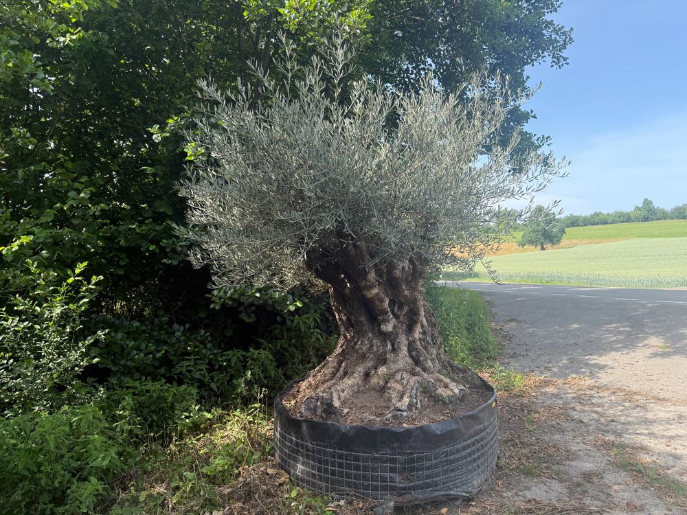 Olivenbaum "Antiker Zauber" (Neu (gemäss Beschreibung)) in Zuckenriet für CHF 4110 – nur ...