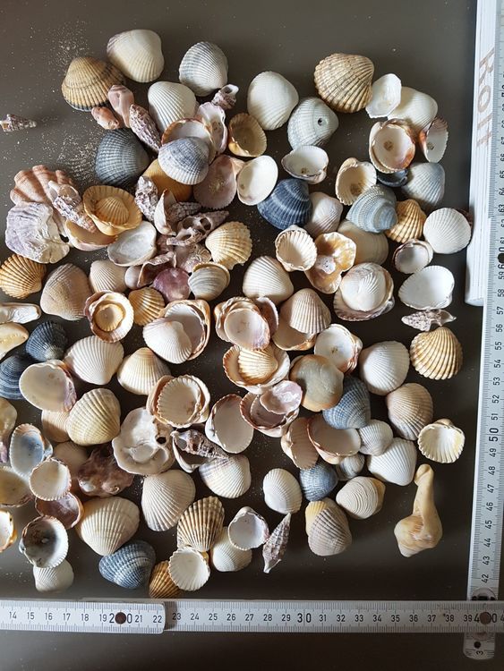 zum Basteln div. mini Muscheln | Kaufen auf Ricardo