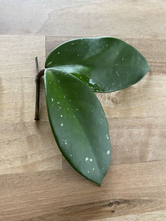 Ableger Hoya Carnosa “Red Flowers” (Neu (gemäss Beschreibung)) in ...