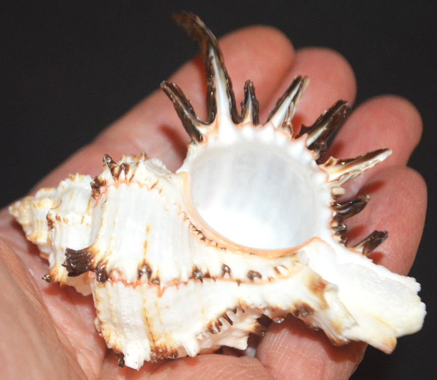 Deko Meer 400 – Muschel Murex Endiva - Hexaplex cichoreum – (Neu und ...