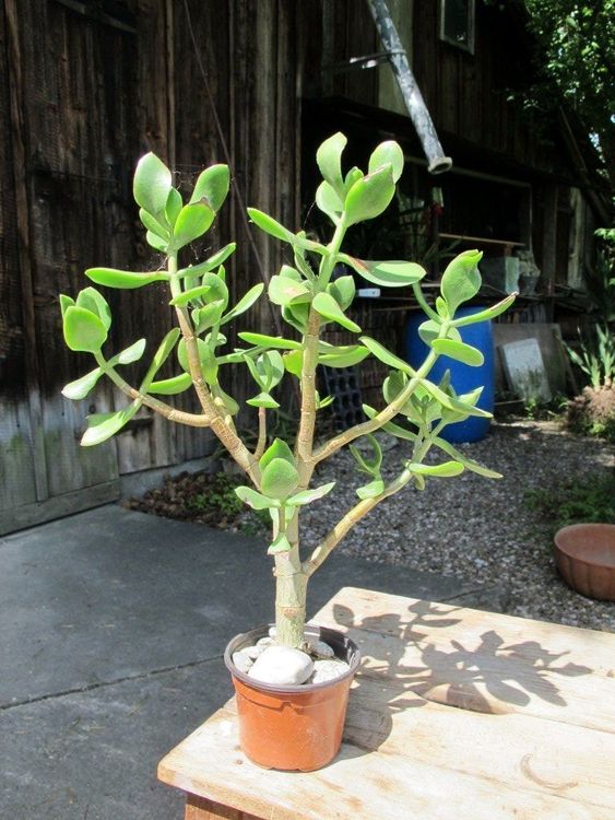 Crassula ovata (Geldbaum) (Gebraucht) in Emmenbrücke für CHF 18 – nur ...