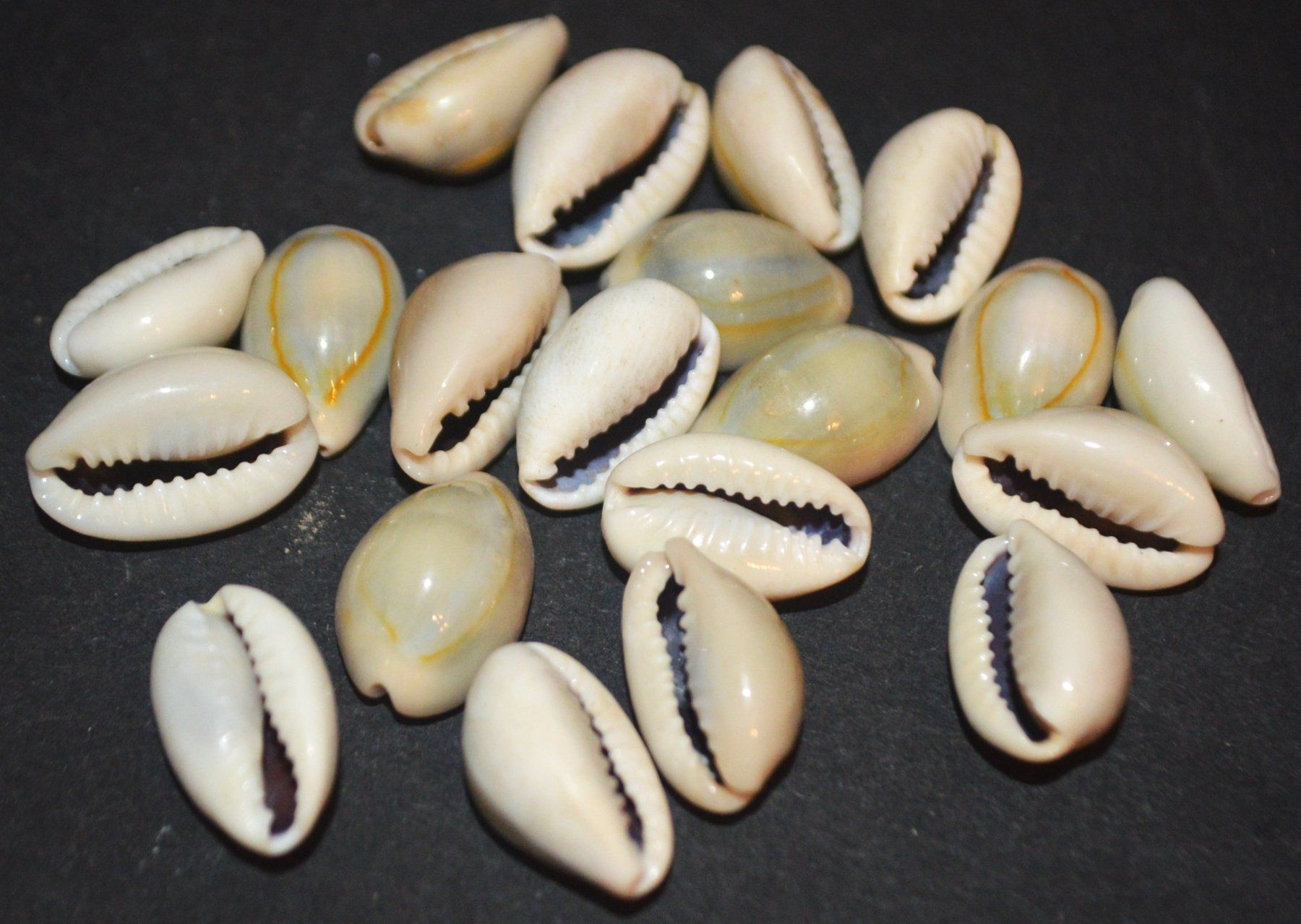 Deko Meer 034 – Muschel Set – 20 Stück (Neu und originalverpackt) in ...