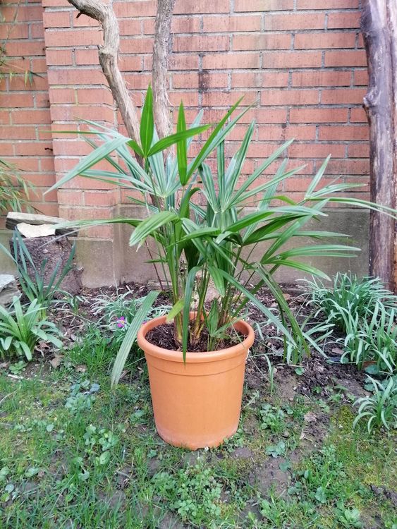 Schöne Tessiner Palme (Gebraucht) in für CHF 24 – nur Abholung auf ...