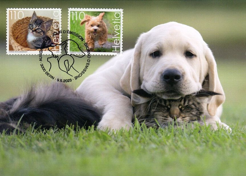 Maximumkarte Süsse Tiere - Hund und Katze (Neu (gemäss Beschreibung)) in Dottikon für CHF 6.5 ...
