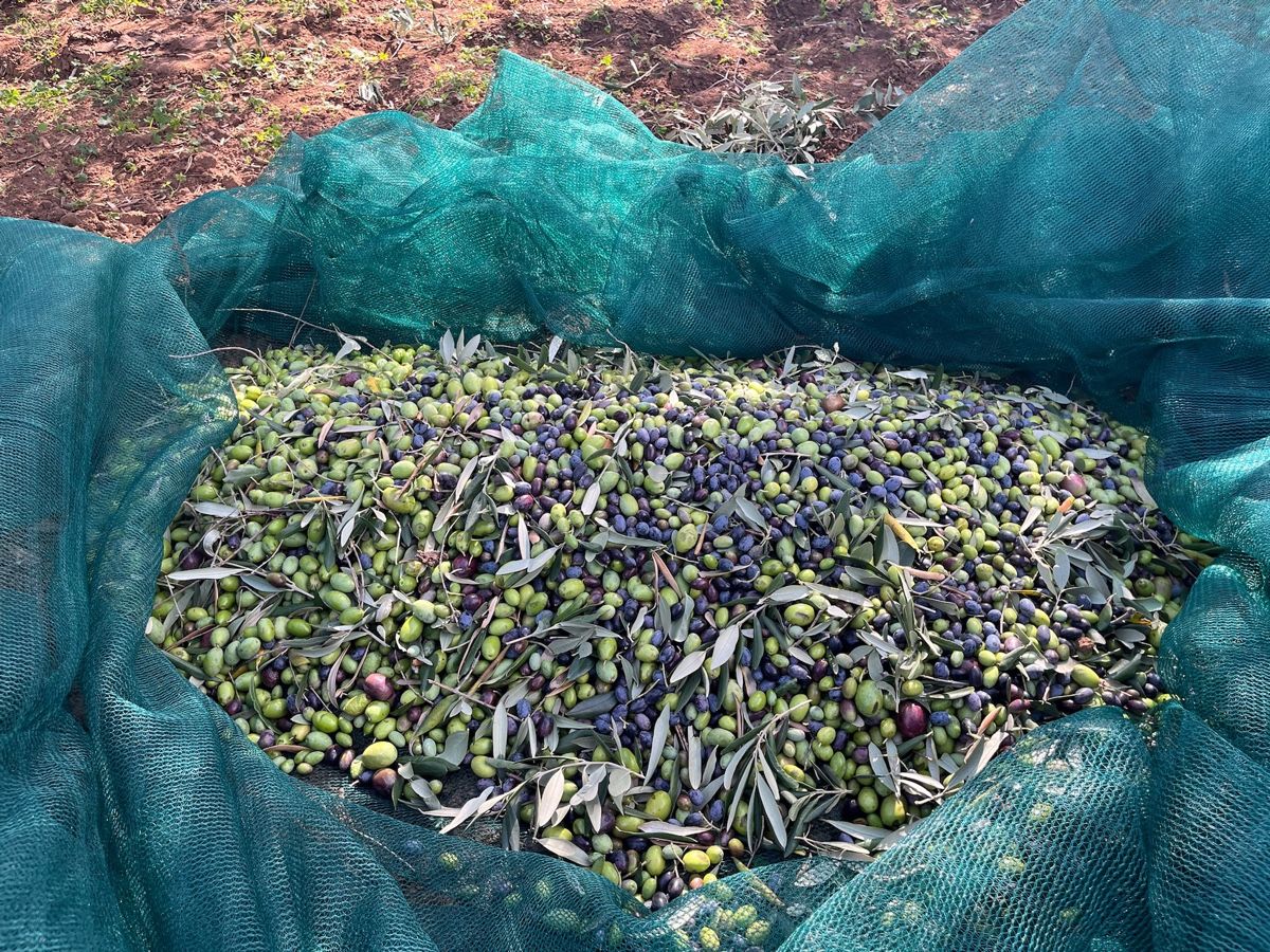 2025 Extra Virgin Olive Oil - 5 Liters Tin (Neu und originalverpackt ...