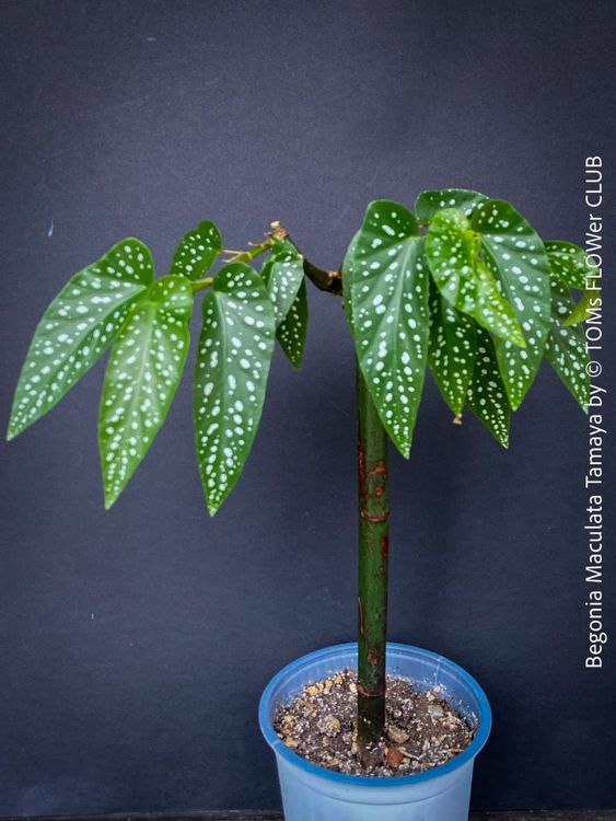 Begonia Maculata Tamaya als schönes Bäumchen für Dich (Neu und ...