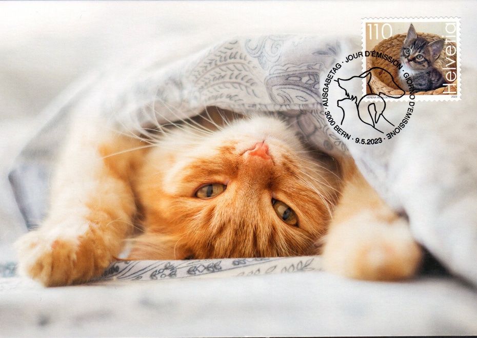 Maximumkarte Süsse Tiere - Katze | Kaufen auf Ricardo