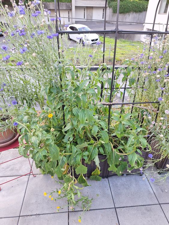 Riesen Echinacea purpurea, bald blühend in Pflanzkiste (Gebraucht) in ...