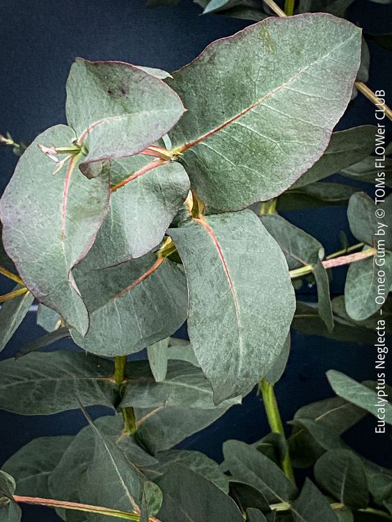 Eucalyptus Neglecta - der winterharte (bis -15C) „Omeo Gum“ (Neu und ...