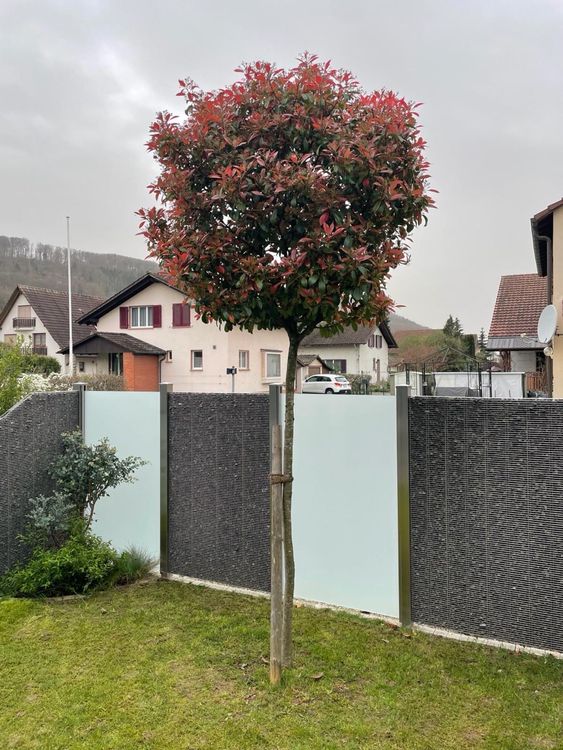 Photinia Red Robin Hochstamm 2m
