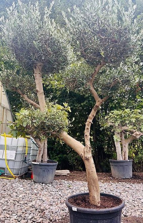 Olivenbaum "Pom-Pom" Gr.XL winterhart (Gebraucht) in Zuckenriet für CHF 680 – nur Abholung auf ...
