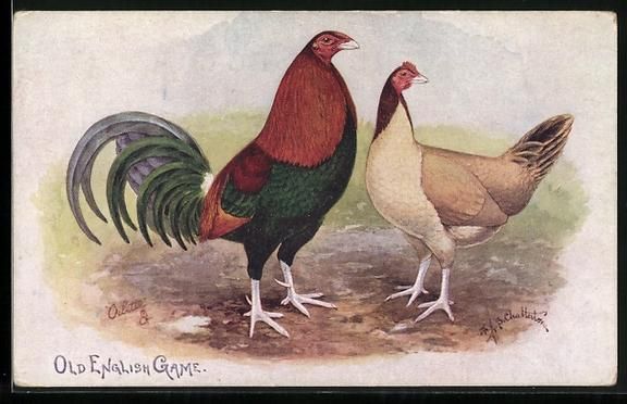 Old English Game, Prize Poultry, Hühner (Gebraucht) in Berlin für CHF ...