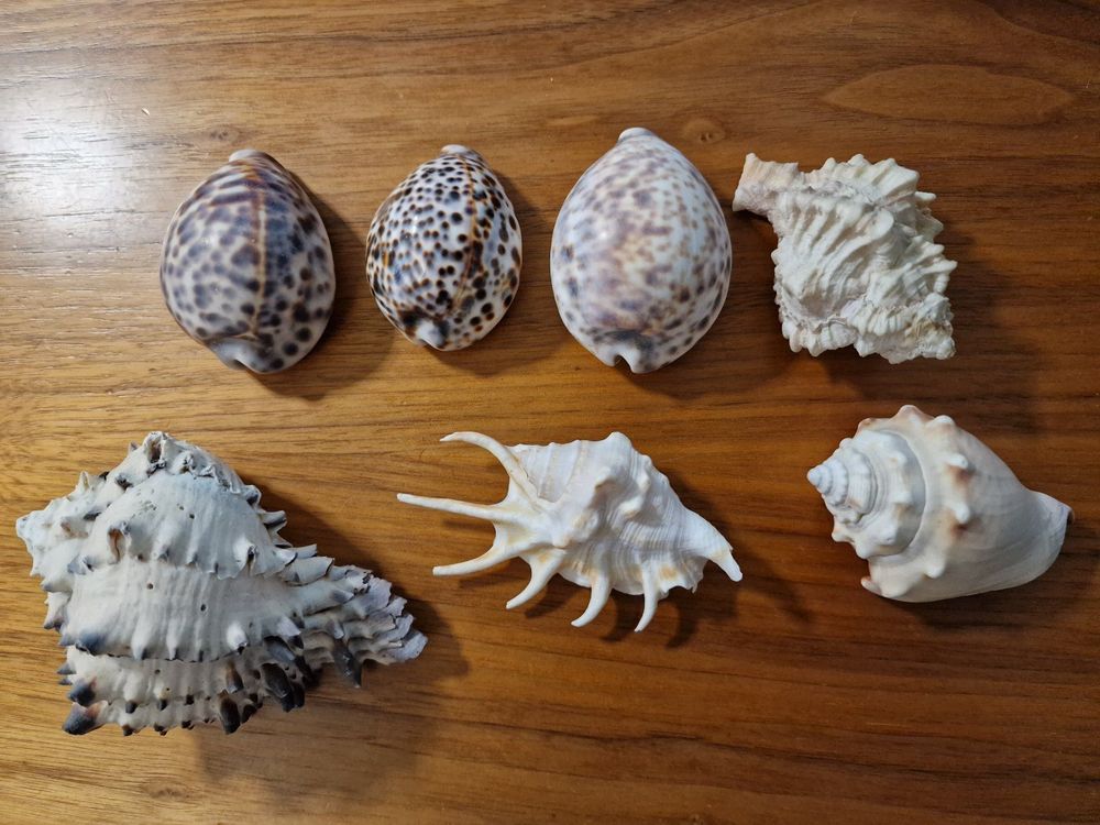 Schöne Muscheln Sammlung, 7 Stück, Deko, Rarität, Murex (Gebraucht) in ...