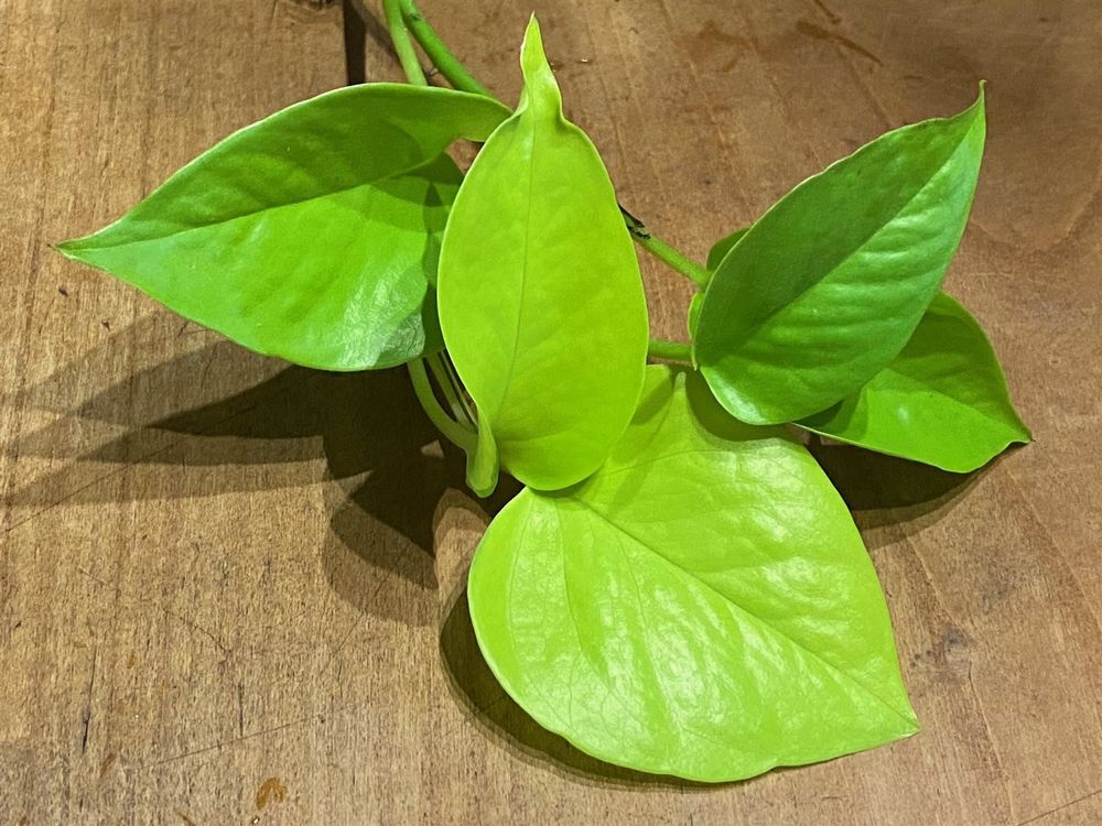 Efeutute Epipremnum pinnatum Neon (Neuf (Voir description)) à pour CHF ...