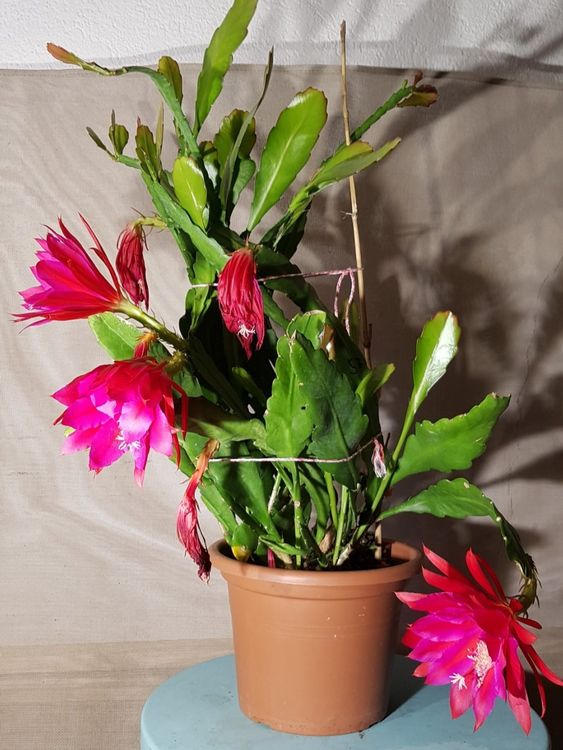 Epiphyllum Blattkaktus innen rot/Rand violett Ableger bew. (Gebraucht ...