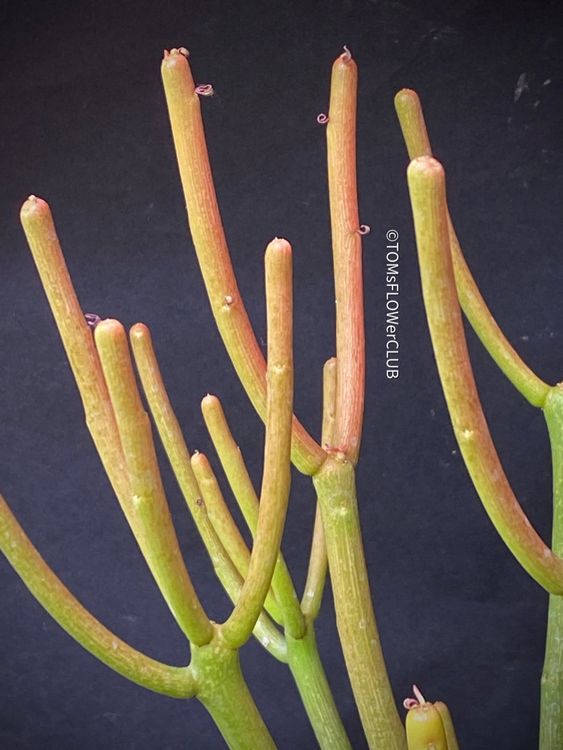 Euphorbia Tirucalli Rosea (Neu (gemäss Beschreibung)) in Adliswil für ...