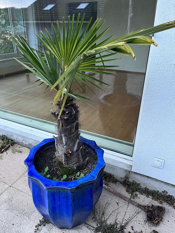 2 Palmen mit Topf (Gebraucht) in Stilli für CHF 100 – nur Abholung auf ...