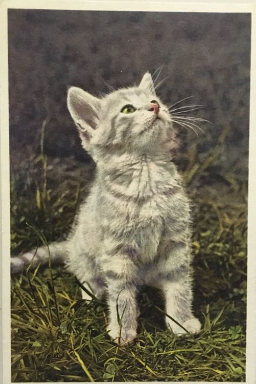 E. Gyger - Katze (Gebraucht) in Frauenfeld für CHF 3.5 – mit Lieferung ...