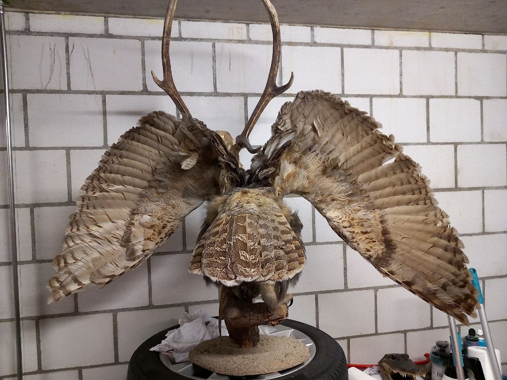 Prächtiger Uhu mit Beute, Präparat. | Kaufen auf Ricardo