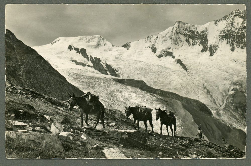 AK sw Saas-Fee. Maultiertransport ≈ 1947_Zum Hotel Plattji | Kaufen auf Ricardo