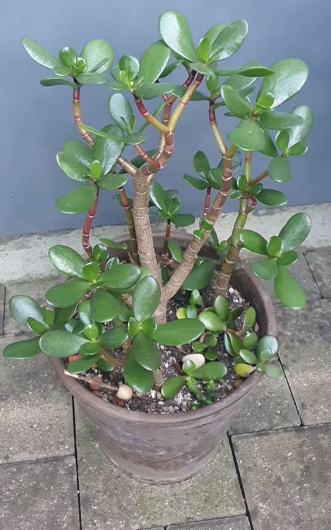 Grosser Geldbaum im Topf,bringt Freude ins Daheim! (Gebraucht) in ...