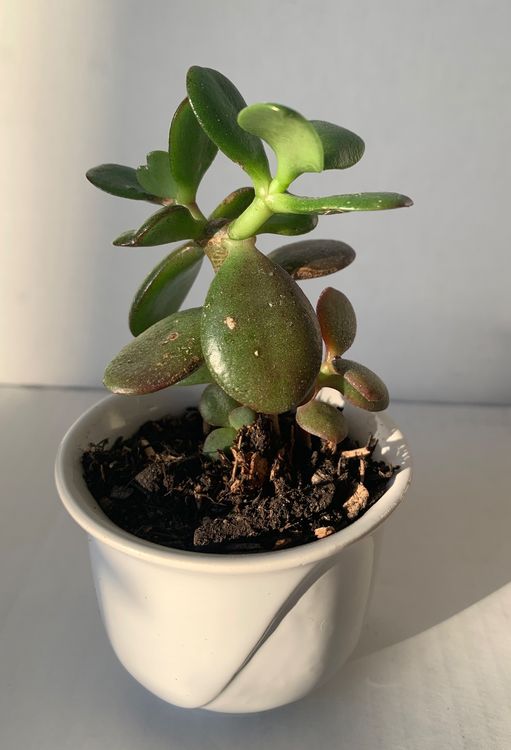 Geldbaum- Mini Crassula ovata Pfennigbaum 10cm Zimmerpflanze (Neu ...