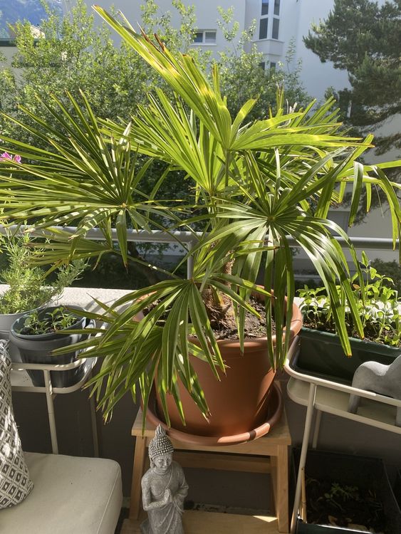 Wunderschöne Palme für sonnigen Balkon / Garten ab CHF 1.- (Gebraucht ...