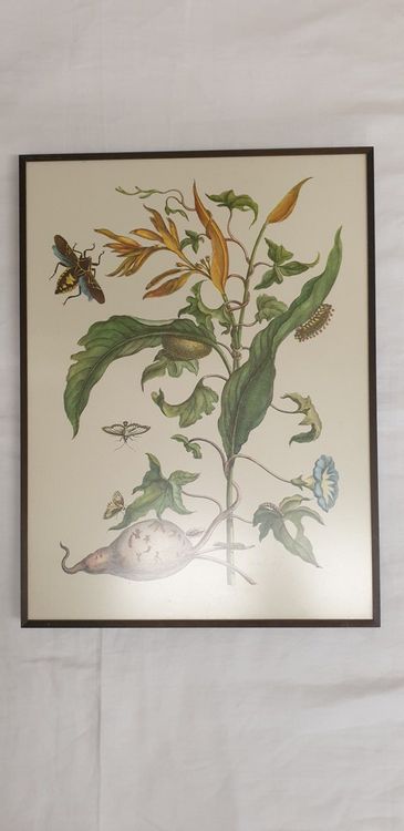 Gravur J. Mulder Sculp nach Maria Sibylla Merian (Gebraucht) in Emmen für CHF 60 – mit Lieferung ...