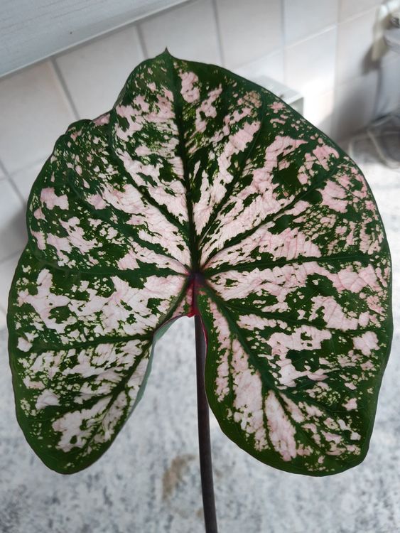 E Caladium Buntblatt Bicolor Pflanze | Kaufen auf Ricardo