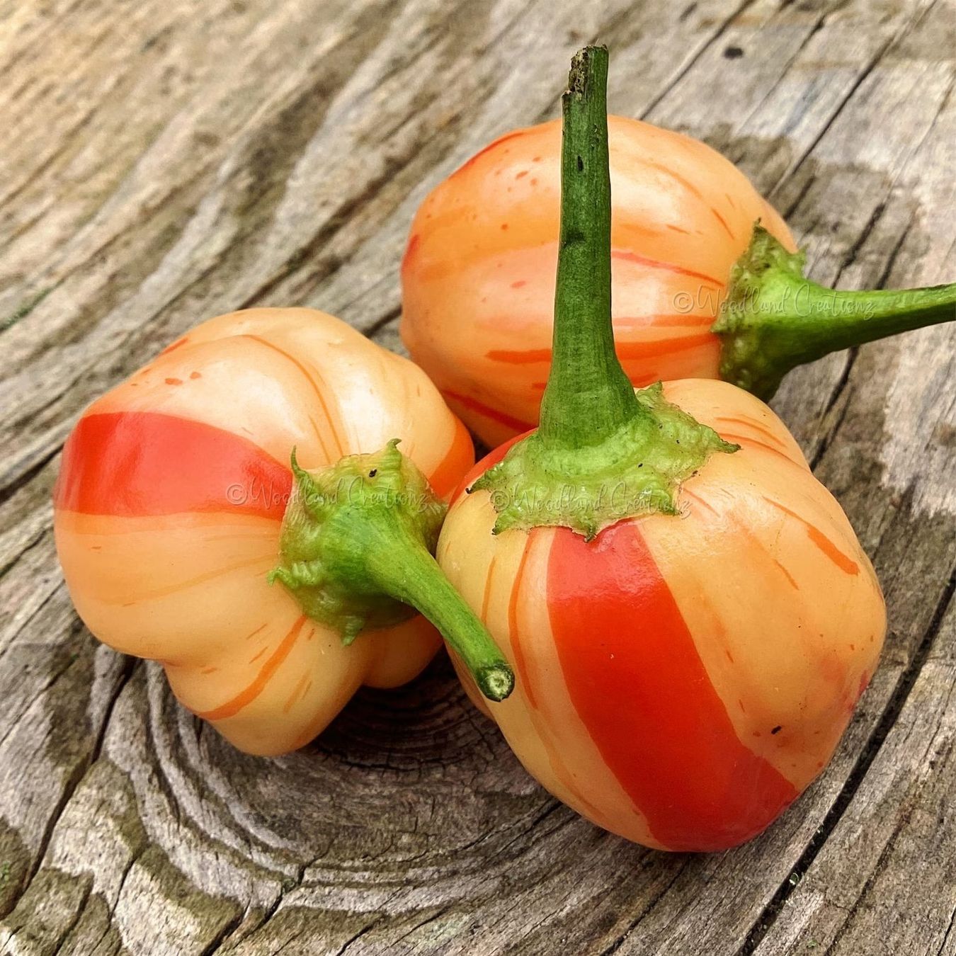 🔥 Chili - Peppapeach Stripey (Schärfe 3-5), 5 Samen (Neu und ...