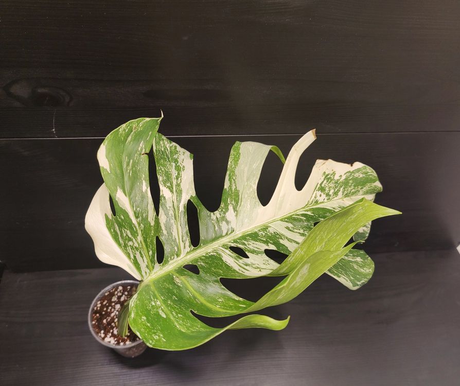 Monstera Deliciosa Variegata | Kaufen auf Ricardo