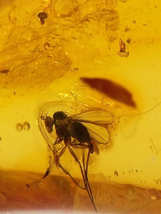 Bernstein mit 2 Mücken (Insekt/Inkluse) | Kaufen auf Ricardo