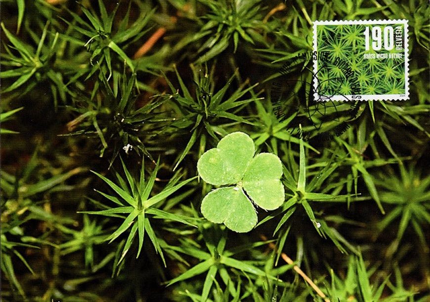 Maximumkarte Naturmuster - Moos | Kaufen auf Ricardo