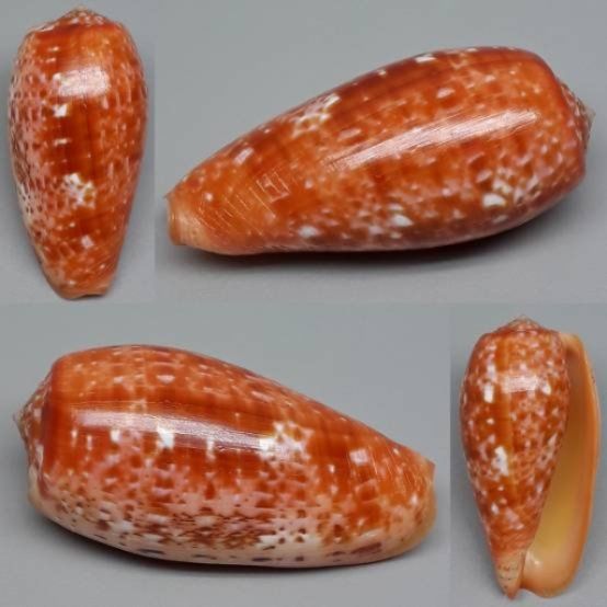 WUNDERSCHÖNE ROTE CONUS BULLATUS-3.)-58,7 -MUSCHEL,QUALITÄT | Kaufen ...