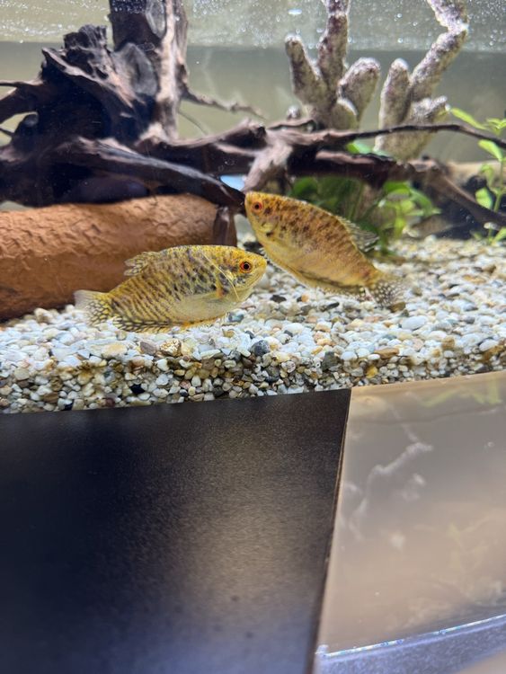 Fische (Gebraucht) in Embrach für CHF 500 – nur Abholung auf Ricardo kaufen