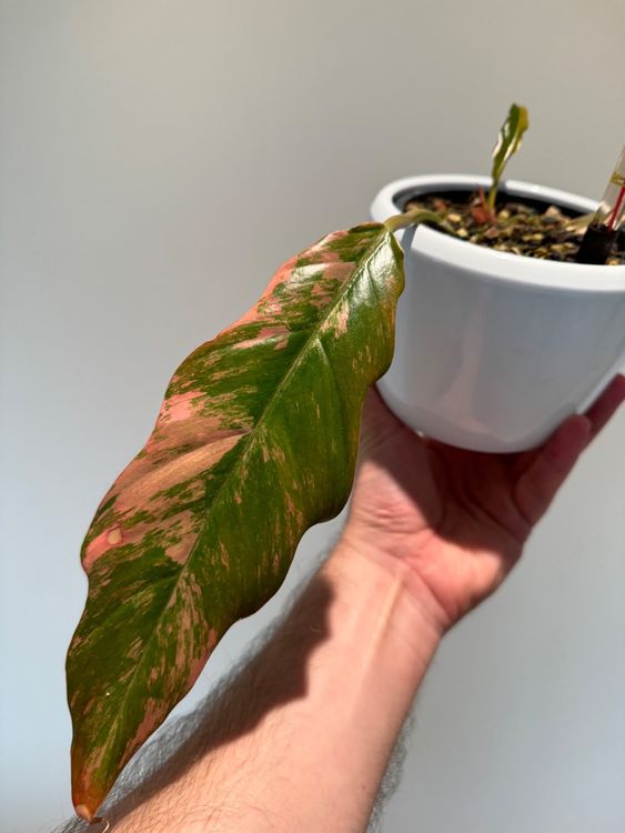 Philodendron Caramel Marble Varigated Pink | Kaufen auf Ricardo