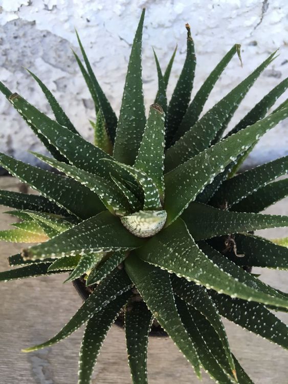 Haworthiopsis attenuata var. Radula (Neu und originalverpackt) in Adliswil für CHF 13 – mit ...