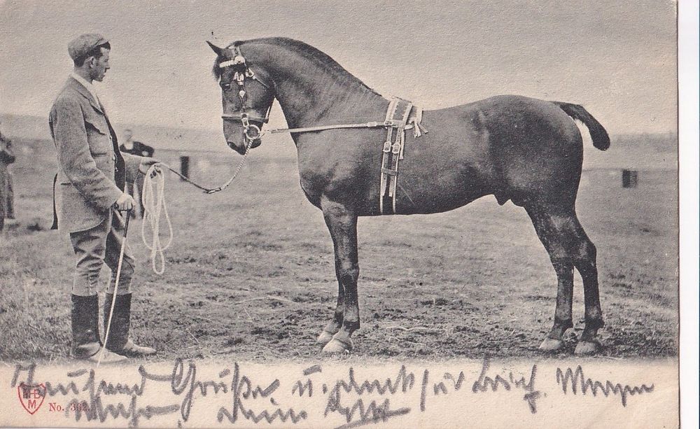 Pferd an der Longe mit Trainer • antike AK Dressur (Gebraucht) in für ...
