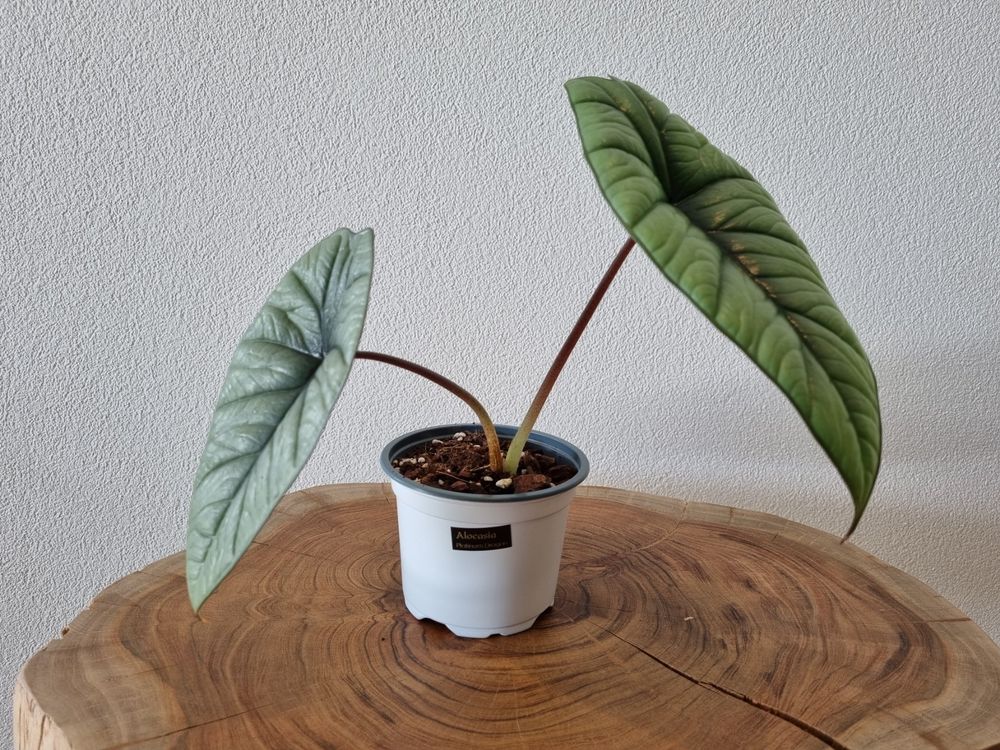 Alocasia Bisma / Platinum | Kaufen auf Ricardo