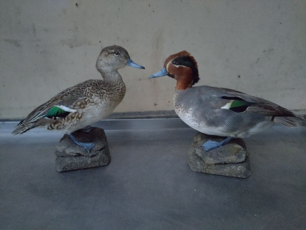 2 Präparierte Krickenten auf Sockel 🦆🦆 (Gebraucht) in Wettingen für CHF 89 – mit Lieferung auf ...