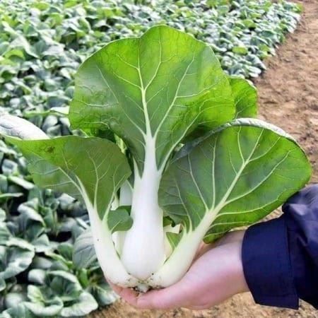 Pak Choi Pflanzen Kaufen