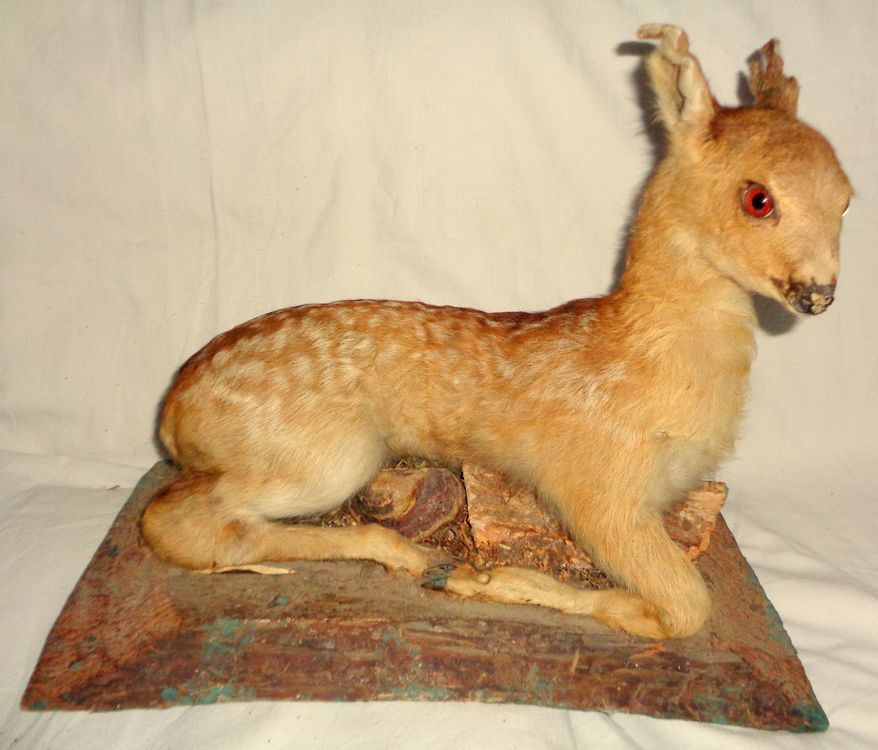 TOP !! Präparat,Tierpräparat , Rekitz , Reh L40×T23×H33 cm (Gebraucht ...