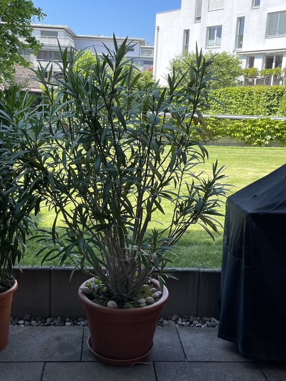 Oleander | Kaufen auf Ricardo