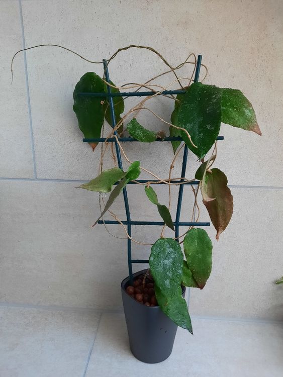 Hoya Caudata Big Green Leaf | Kaufen auf Ricardo