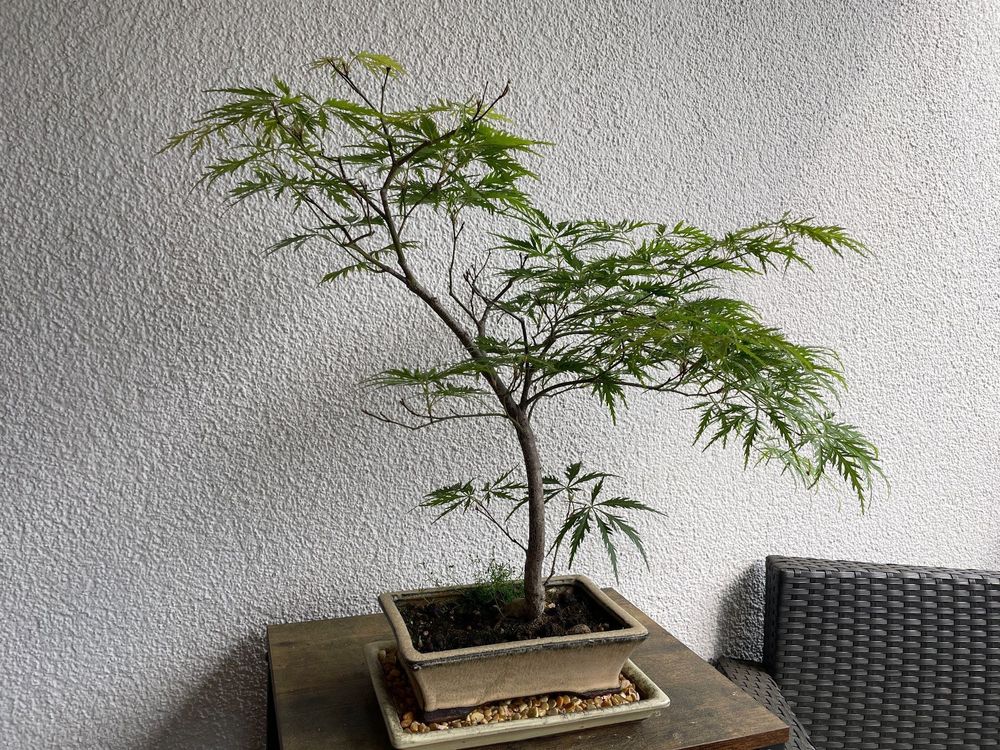 Acer Dissectum Bonsai (Gebraucht) in Pfäffikon ZH für CHF 100 – nur ...