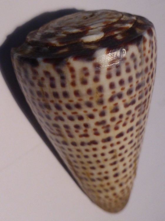 CONUS LITTERATUS, SEHR SCHÖNE ZEICHNUNG, (Neu (gemäss Beschreibung)) in ...