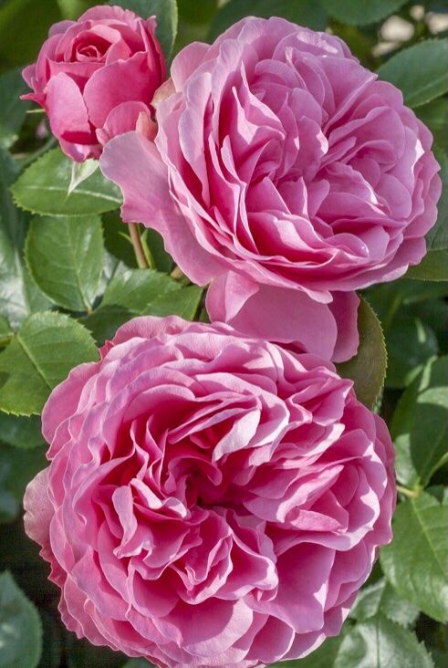 Rose Polyantha "TRANDAFIR" Farbe: PINK (Stamm 50 cm Wurzel) (Neu und ...