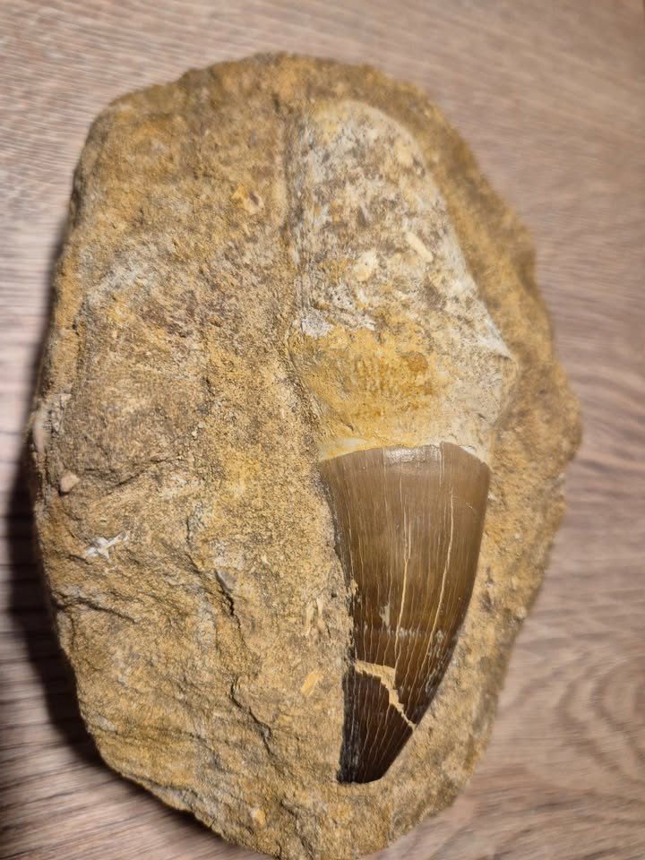 Dent fossile de mosasaure – Crétacé – pièce de collection (Gebraucht ...